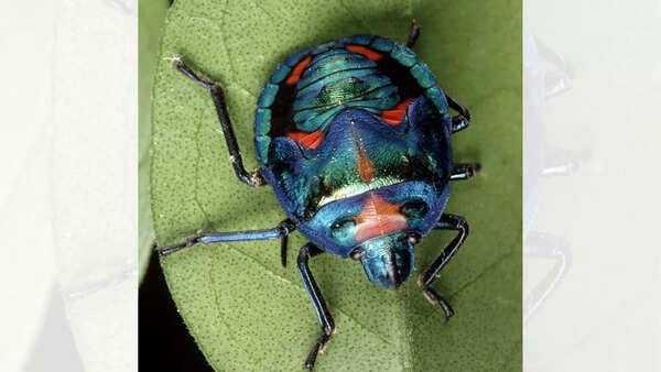 Meet 6 insects on Earth that look like living jewels | - Times of India