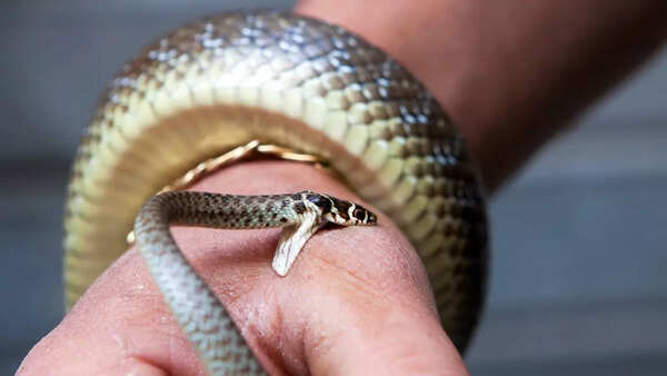 Do snakes have emotions? The truth behind their feelings will surprise ...