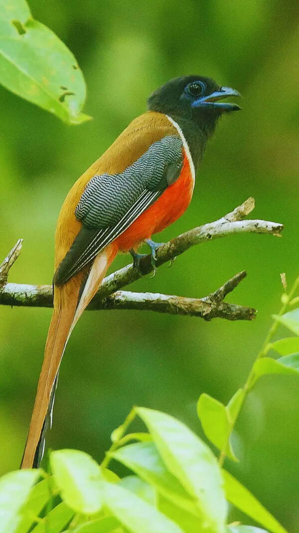 5 Ancient predators that ruled the earth before dinosaurs