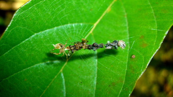 This spider builds creepy decoys that look just like itself - Times of ...