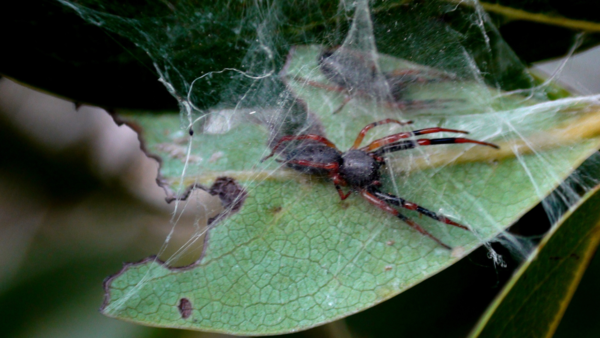 This spider builds creepy decoys that look just like itself - Times of ...
