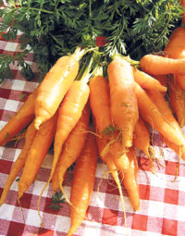 Get your fill of carrots today! - Times of India