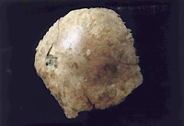 100,000-old human skull found - Times of India