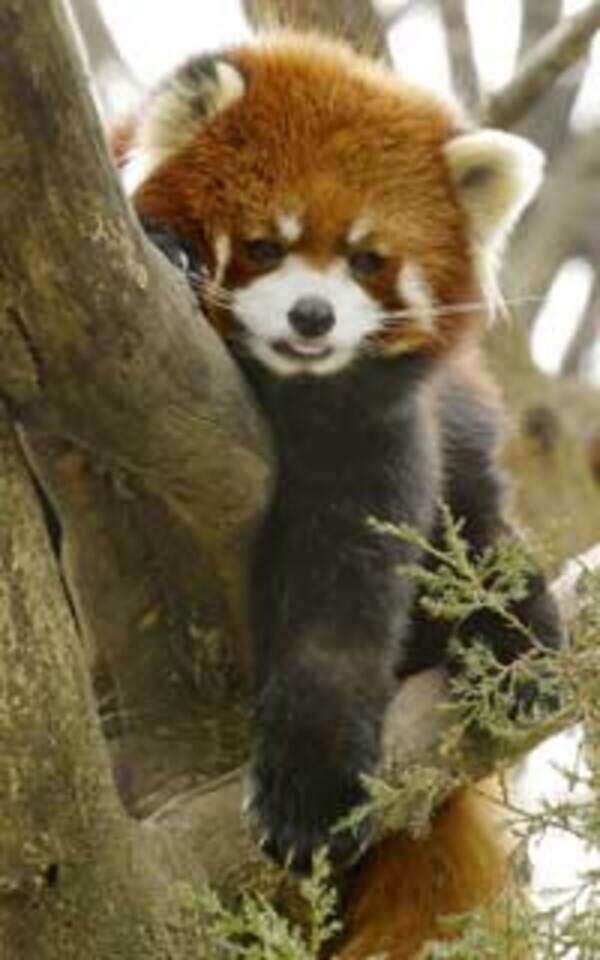 Rare red panda in New York City zoo - Times of India