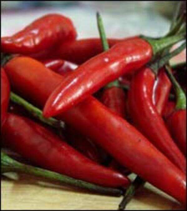 Chilli peppers can block pain, numbness - Times of India