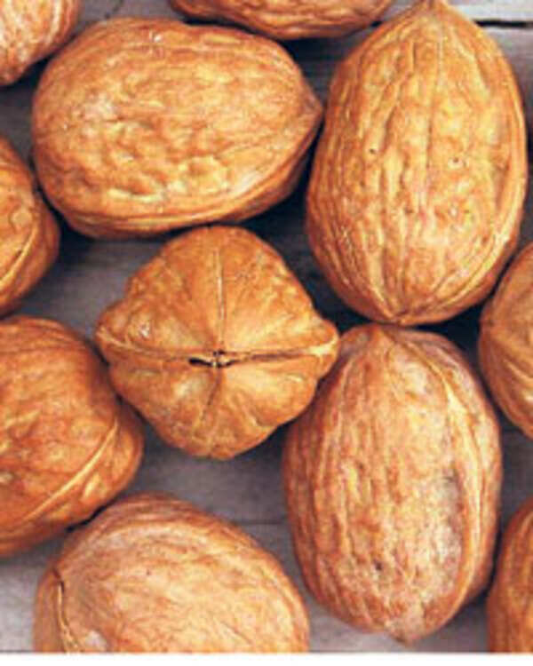 Go nuts about nuts! - Times of India