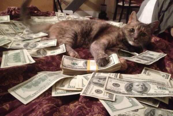 10 Cats With Oodles Of Cash! - Times of India