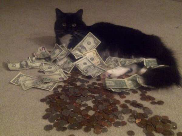 10 Cats With Oodles Of Cash! - Times of India