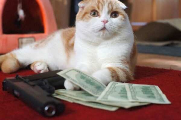 10 Cats With Oodles Of Cash! - Times of India