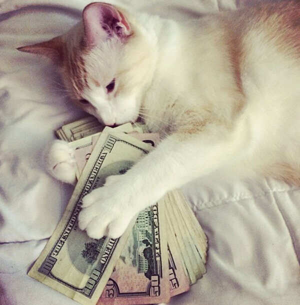 10 Cats With Oodles Of Cash! - Times of India
