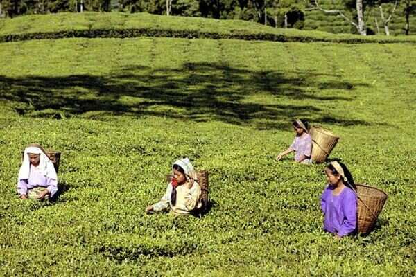 Workers lynch tea garden owner in West Bengal | India News - Times of India