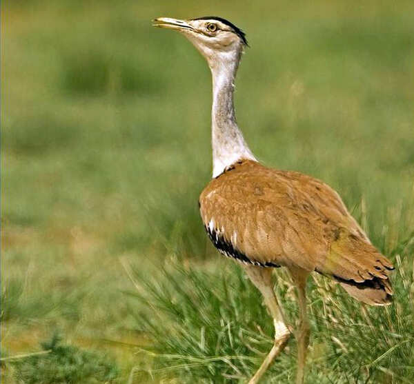 Great Indian bustard to get new lease of life in Gujarat - Times of India
