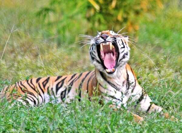The big cats are back, now clear their corridors - Times of India