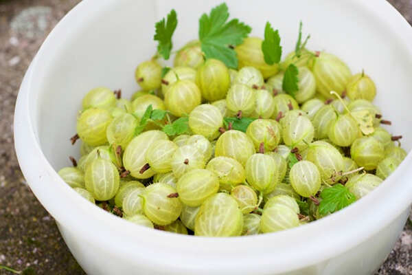 Ayurvedic recipes to beat winter woes - Times of India