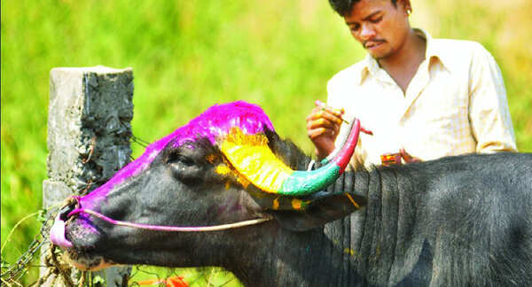 Buffalo drags thief to death near Agra | Agra News - Times of India