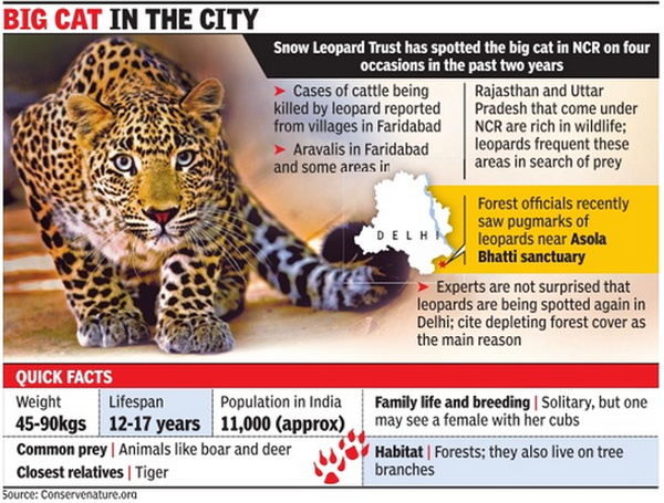 A leopard has come to dinner in Asola | Delhi News - Times of India