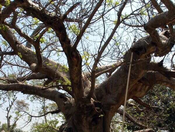 Web crusade to save ‘tree from Mahabharata’ | India News - Times of India