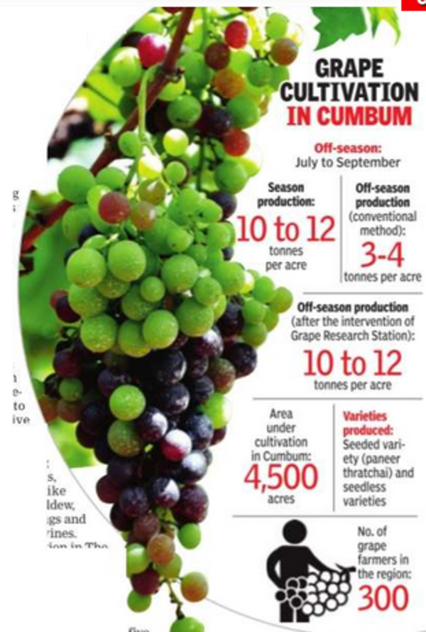 Cumbum Valley farmers reap rich harvest with off-season grapes ...