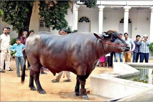 This special buffalo will cost you Rs 7 crores | India News - Times of ...