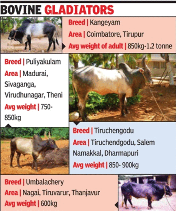 Jallikattu, rekla race help preserve native bull stock, say breeders ...