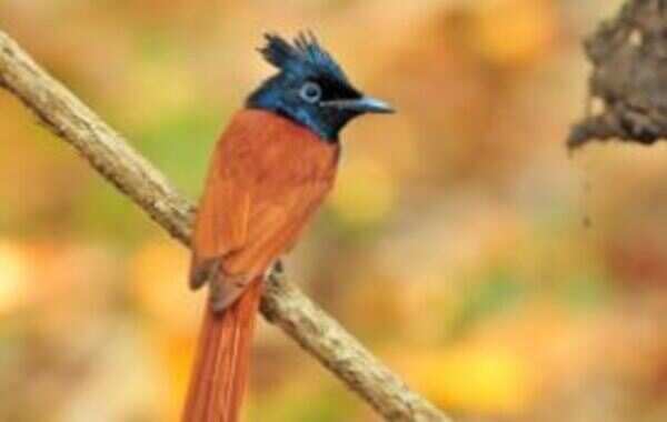 77 bird species spotted at Mangalore varsity campus during GBCC - Times ...