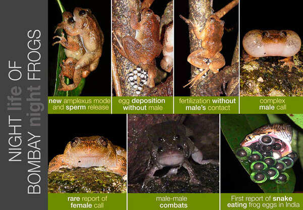 Froggy style: The interesting story of Bombay night frog mating and its ...