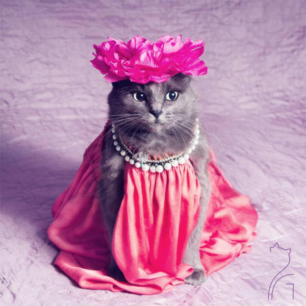 The real story of the half-dead cat turned fashionista - Times of India