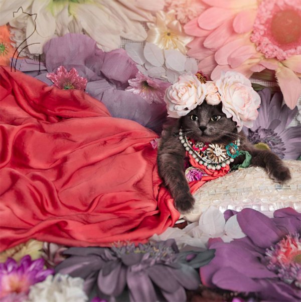 The real story of the half-dead cat turned fashionista - Times of India
