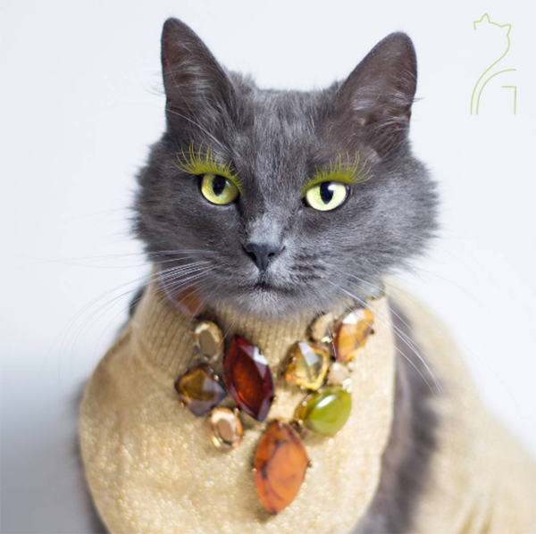 The real story of the half-dead cat turned fashionista - Times of India