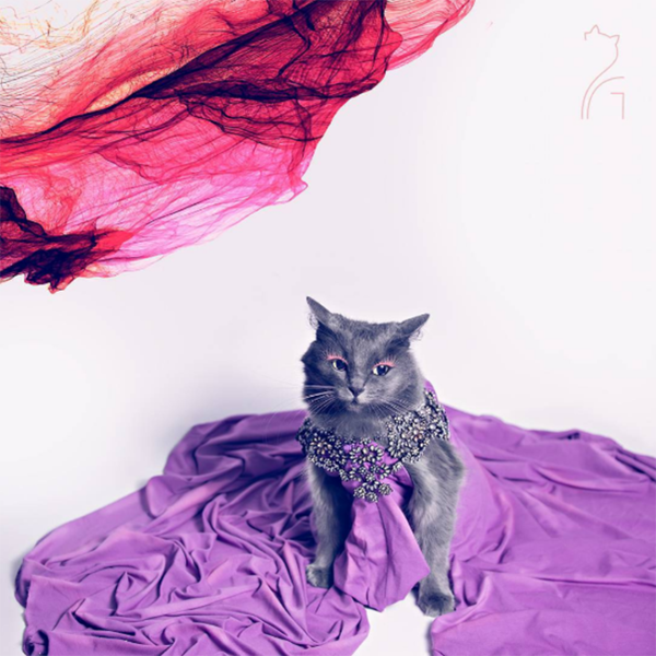 The real story of the half-dead cat turned fashionista - Times of India