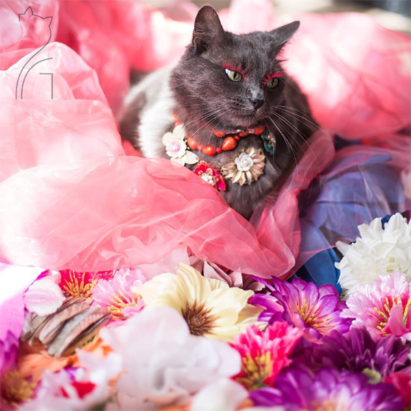 The real story of the half-dead cat turned fashionista - Times of India