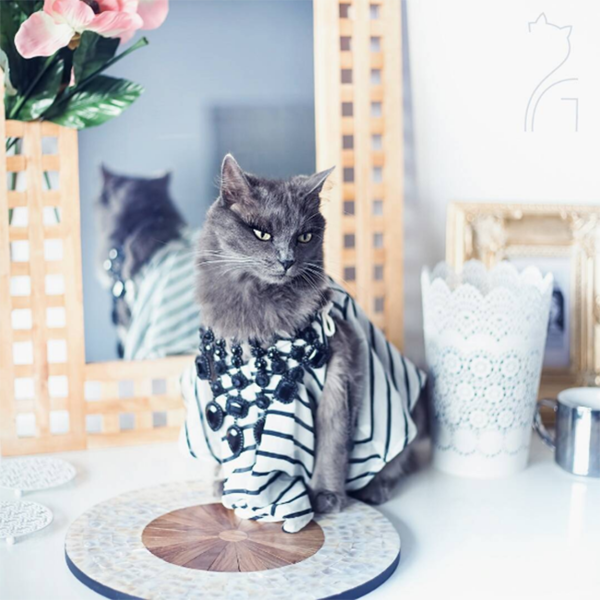 The real story of the half-dead cat turned fashionista - Times of India