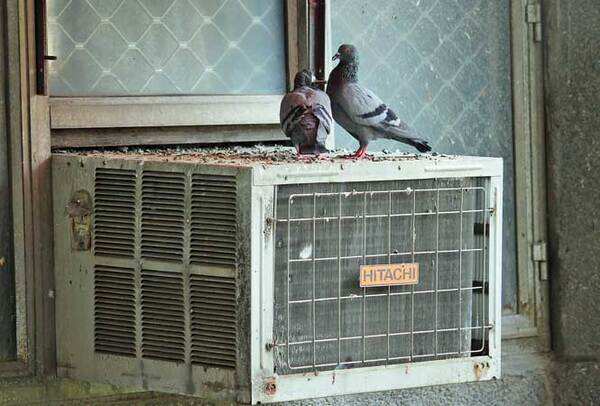 Shoo them, scare them, but there’s no escaping these pigeons in Noida ...