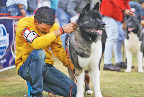 Doggy champs: Gurgaon’s huskies, mastiffs, St Bernards fight it out ...