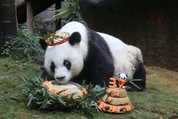 Oldest Panda: World's oldest living panda in captivity celebrates 37th ...