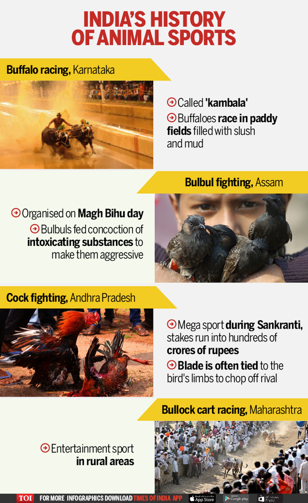 Infographic: Beyond jallikattu: Other animal sports in India | India ...