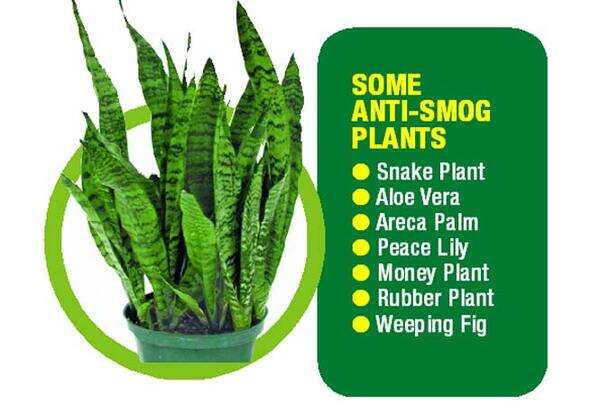 Green cleanser: Focus on anti-smog plants at Noida flower shows | Noida ...