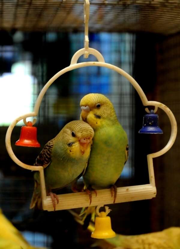 Take care of your pets this summer - Times of India