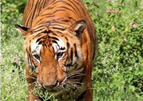 Prince: Bandipur's celebrity tiger Prince is dead | Mysuru News - Times ...