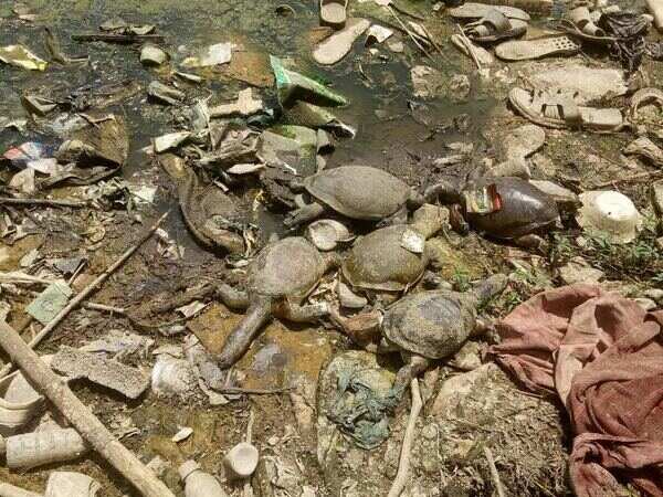 Over 100 endangered turtles found dead in pond in Agra village | Agra ...