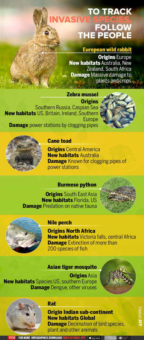 Infographic: Notorious invaders: Harm caused by introduced species ...