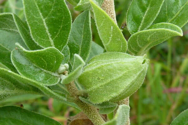 9 Incredible Health benefits of Ashwagandha | - Times of India