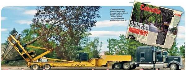 Tree Sped: Can transplantation can save the Jessore Road trees ...