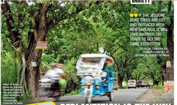 Tree Sped: Can transplantation can save the Jessore Road trees ...