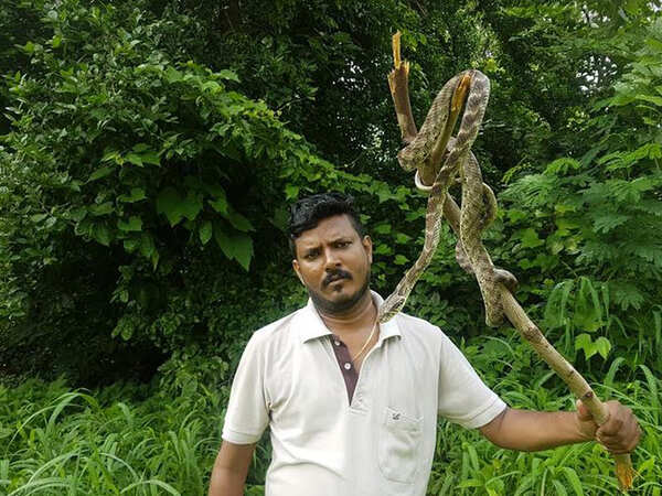 Forsten's Cat Snake rescued from row house at Airoli | Navi Mumbai News ...