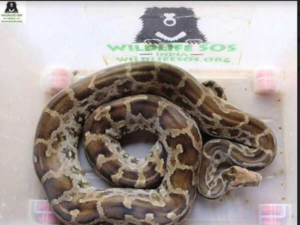 Two Pythons Rescued: Double trouble: Two pythons rescued in single day ...