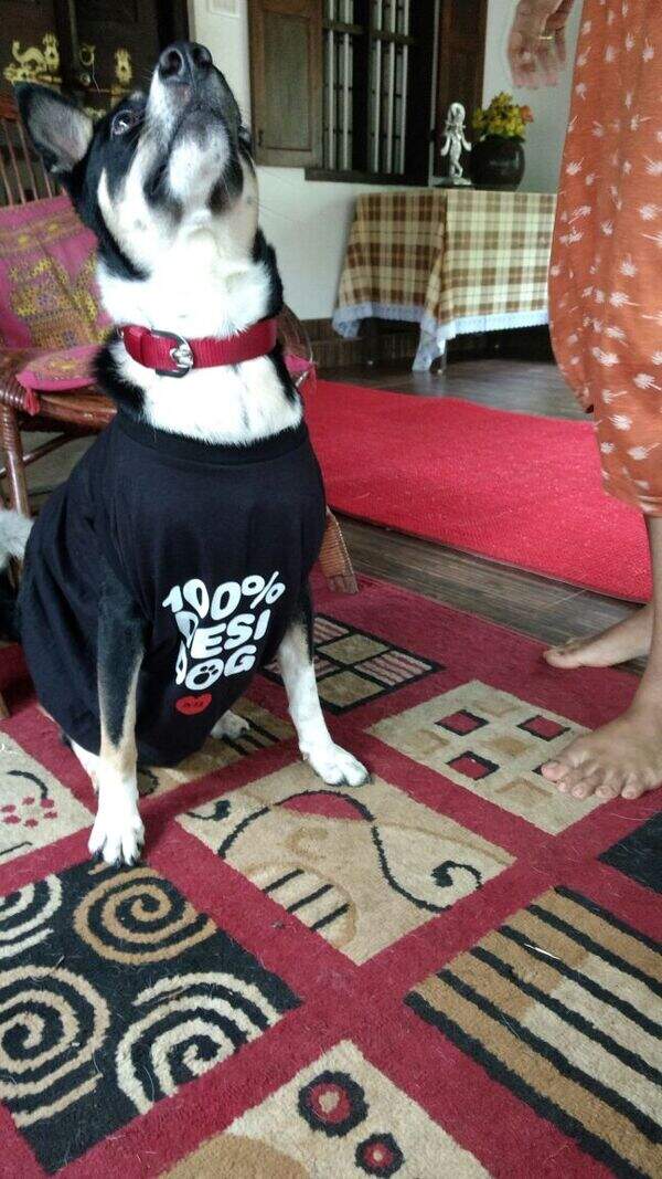 Who is the cutest Indian dog alive? ‘Me,’ says Moochi | Malayalam Movie ...