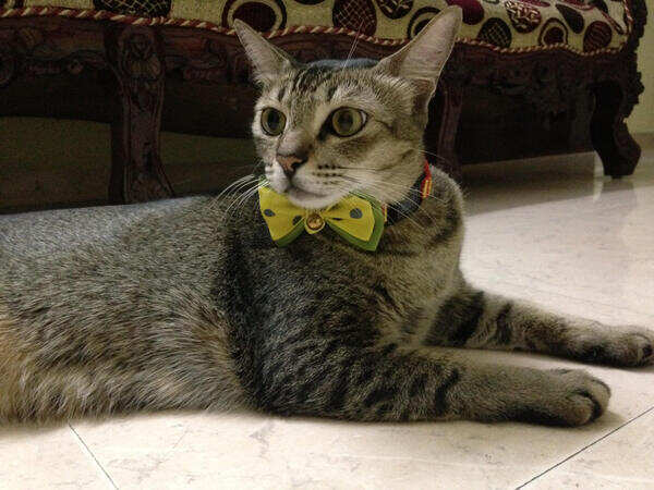 Pow is a naadan cat, but to us, she is the most beautiful creature on ...