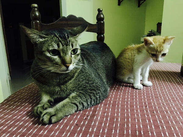 Pow is a naadan cat, but to us, she is the most beautiful creature on ...