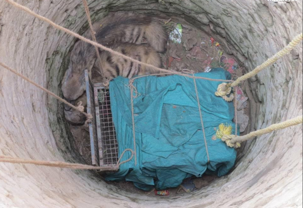 Hyenas In Well: Two hyenas fall victim to open well; rescued by ...